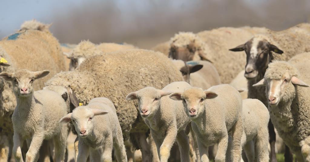 UK Farm Assurance Review calls on industry for evidence | News | Meat ...