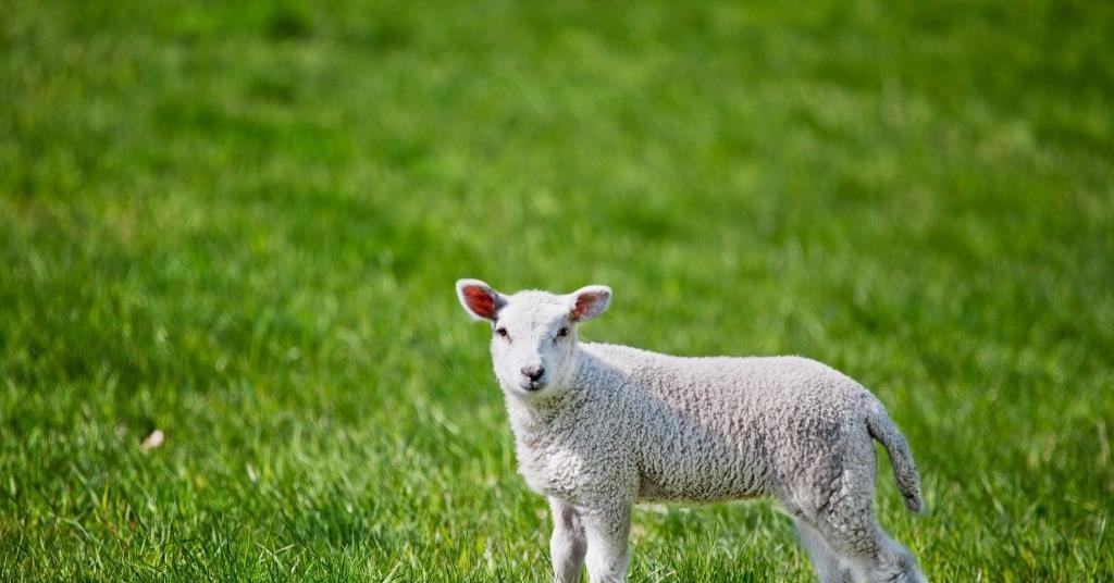 UK ovine embryos sent to US to open doors for British sheep market ...