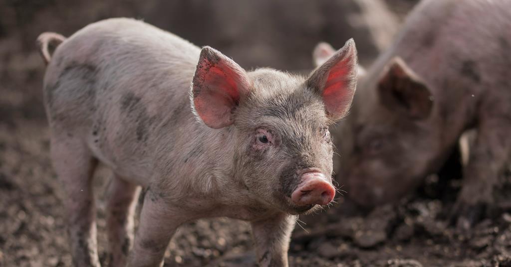 Red Tractor launches new pigs welfare standards with on-pack logos ...