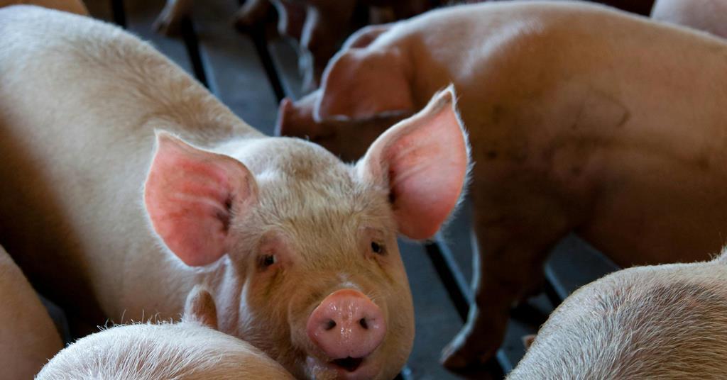 New regulations aim to provide “greater certainty” to pig farmers ...