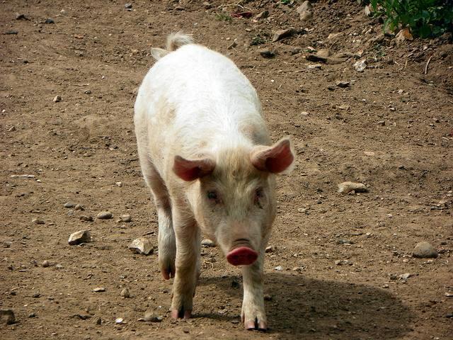 UK pig semen to improve pork quality in India | News | Meat Management