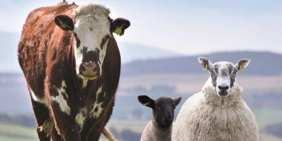 New look QMS standards launched | News | Meat Management