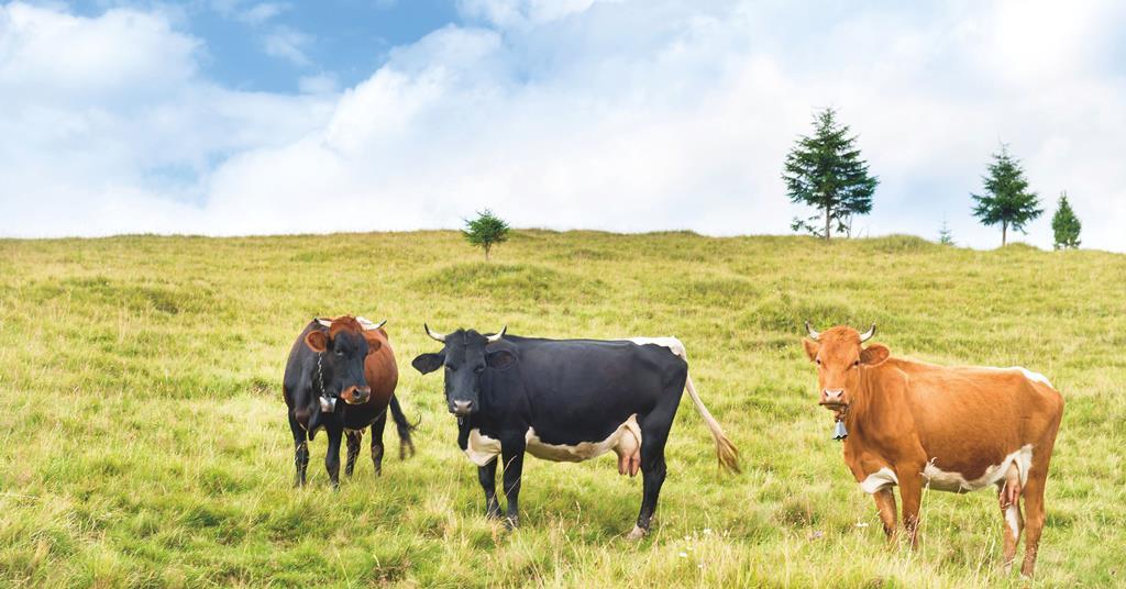 AHDB's EnviroBeef aims to lower the carbon footprint of beef | News ...