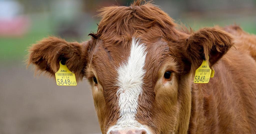 AHDB's EnviroBeef aims to lower the carbon footprint of beef | News ...