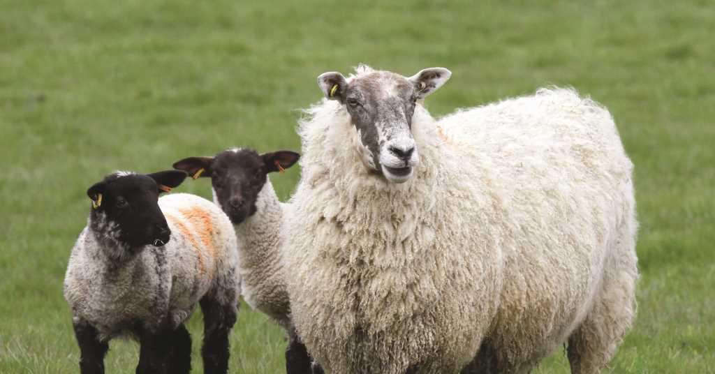 Scotch lamb performs well over Easter | News | Meat Management