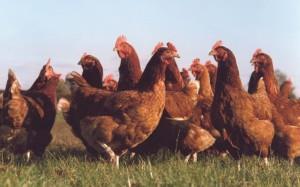 BPC reveals drop in poultry antibiotics use | News | Meat Management