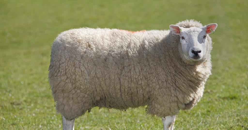 NSA stresses importance of biosecurity as bird flu found in sheep ...