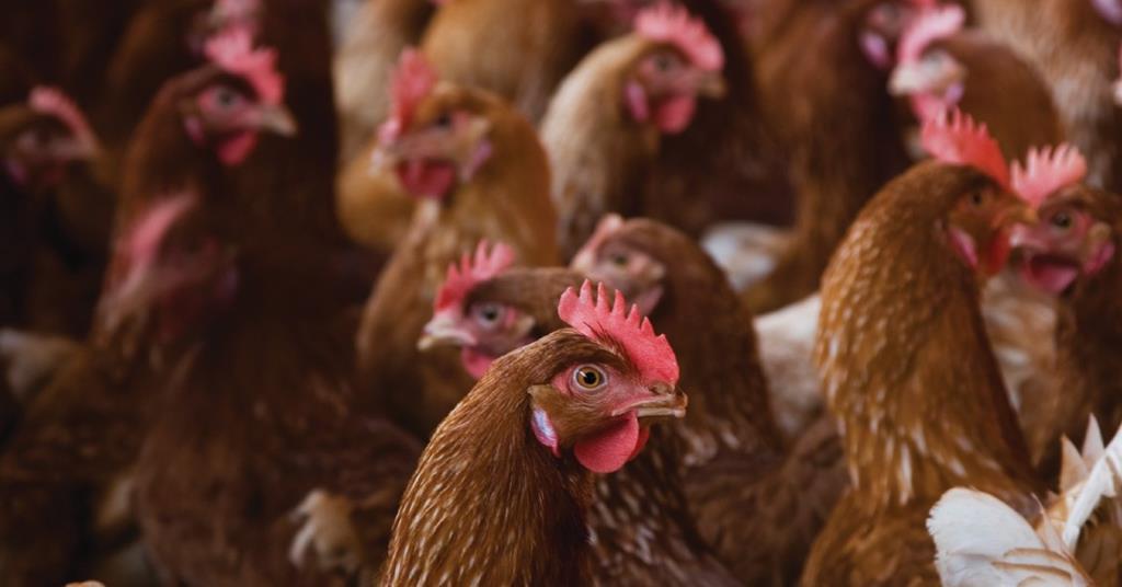 Farmers trial “dual-purpose” chicken breeds | News | Meat Management