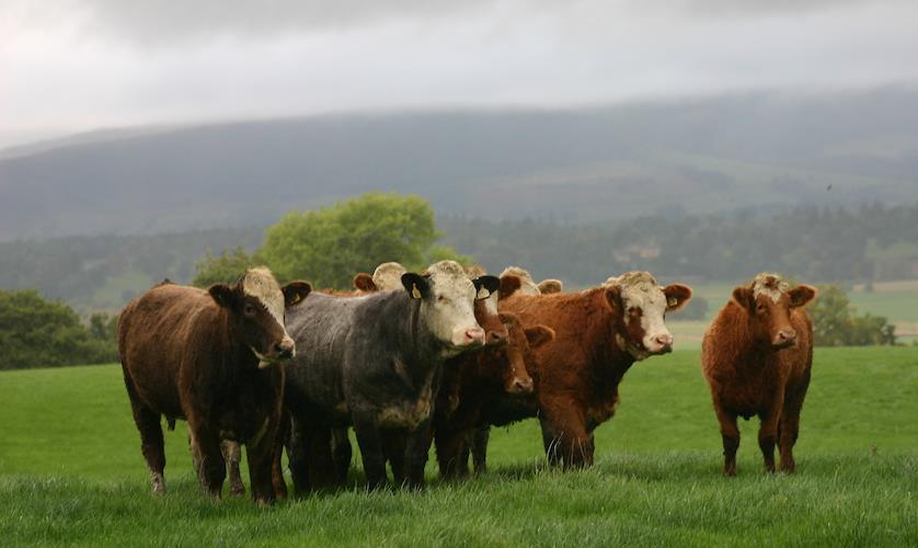 “Still more work to do” on availability of Scottish red meat | News ...