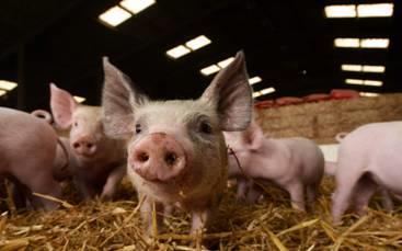 McDonald's UK to receive recognition for good sow welfare | News | Meat ...