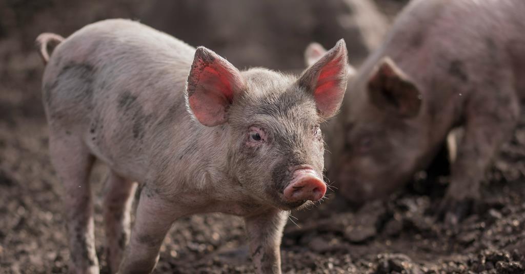 Tesco relaunches Sustainable Pig Group | News | Meat Management