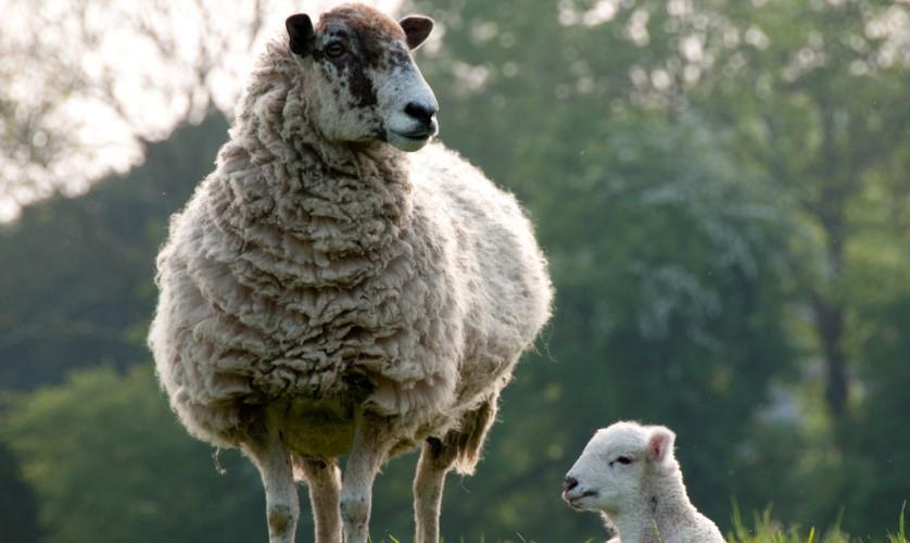 Lamb throughput marginally higher than expected but concerns remain ...