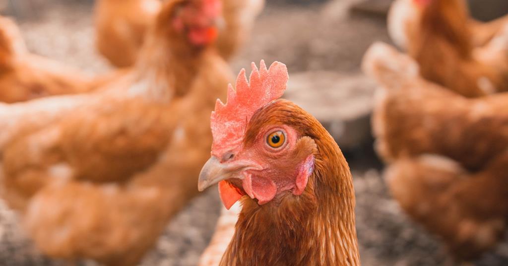 Waitrose meets higher welfare standards across all own brand chicken ...
