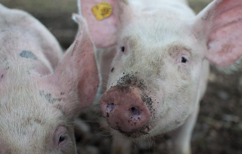 Pig processor shortages “an absolute crisis”, says NPA | News | Meat ...