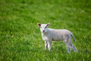 European lamb showcase kicks-off | News | Meat Management