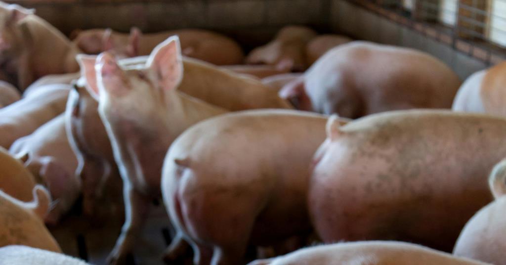 Marketing groups merge to create United Pig Cooperative | News | Meat ...