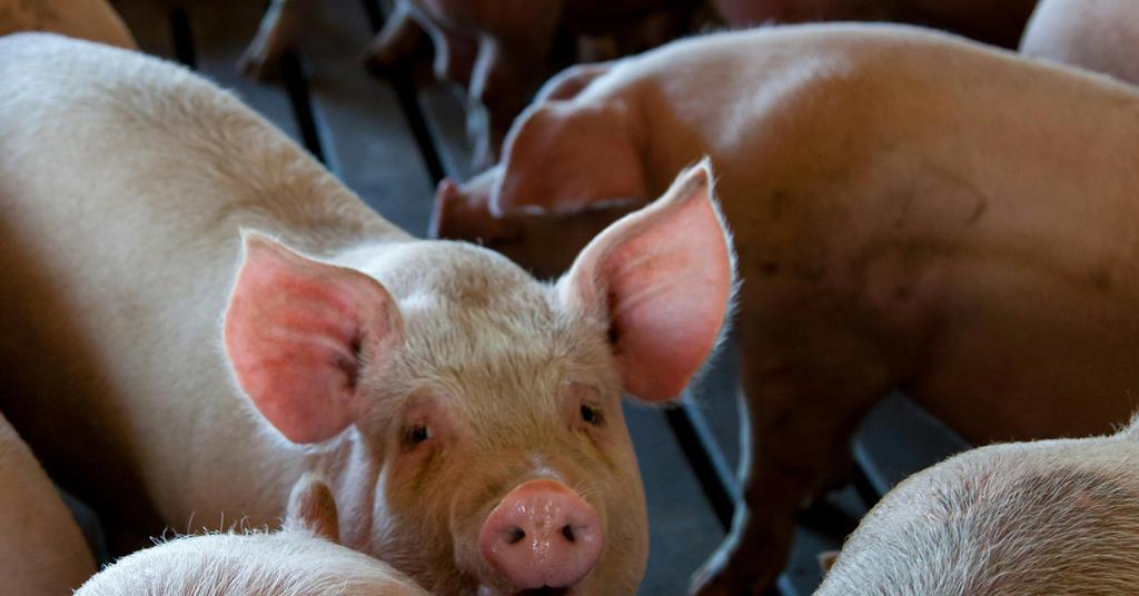 Marketing groups merge to create United Pig Cooperative | News | Meat ...