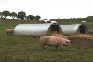 UK pig production starting to stabilise | News | Meat Management
