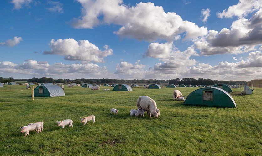 Pigs Tomorrow conference 2023 to unite pork supply chain | News | Meat ...
