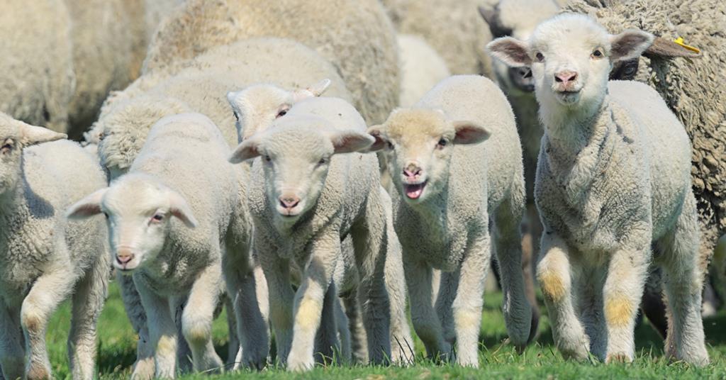 Higher prices and export wins for sheep meat market | Reports | Meat ...