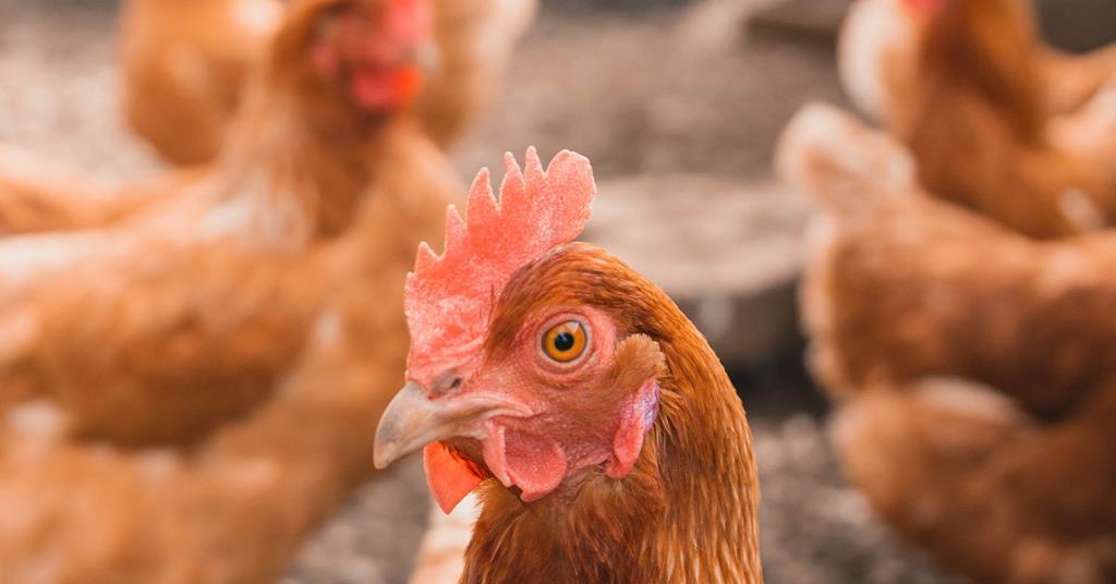 BPC responds to “Frankenchicken” pressure campaign | News | Meat Management