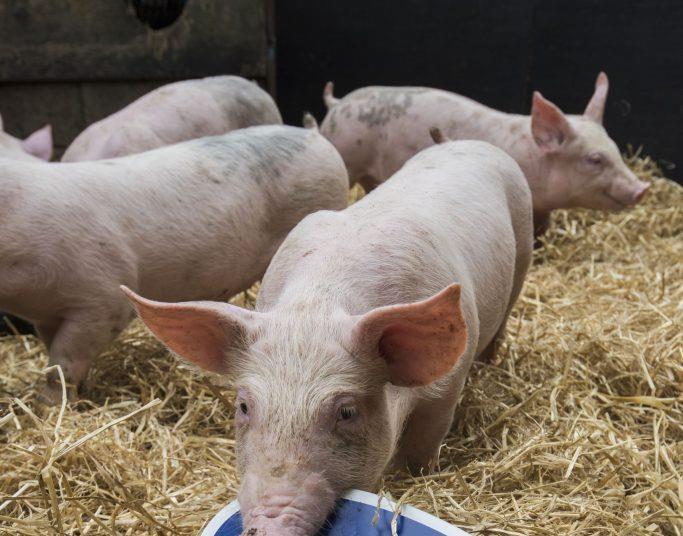 Pig industry highlights commitment to antibiotic best practice | News ...